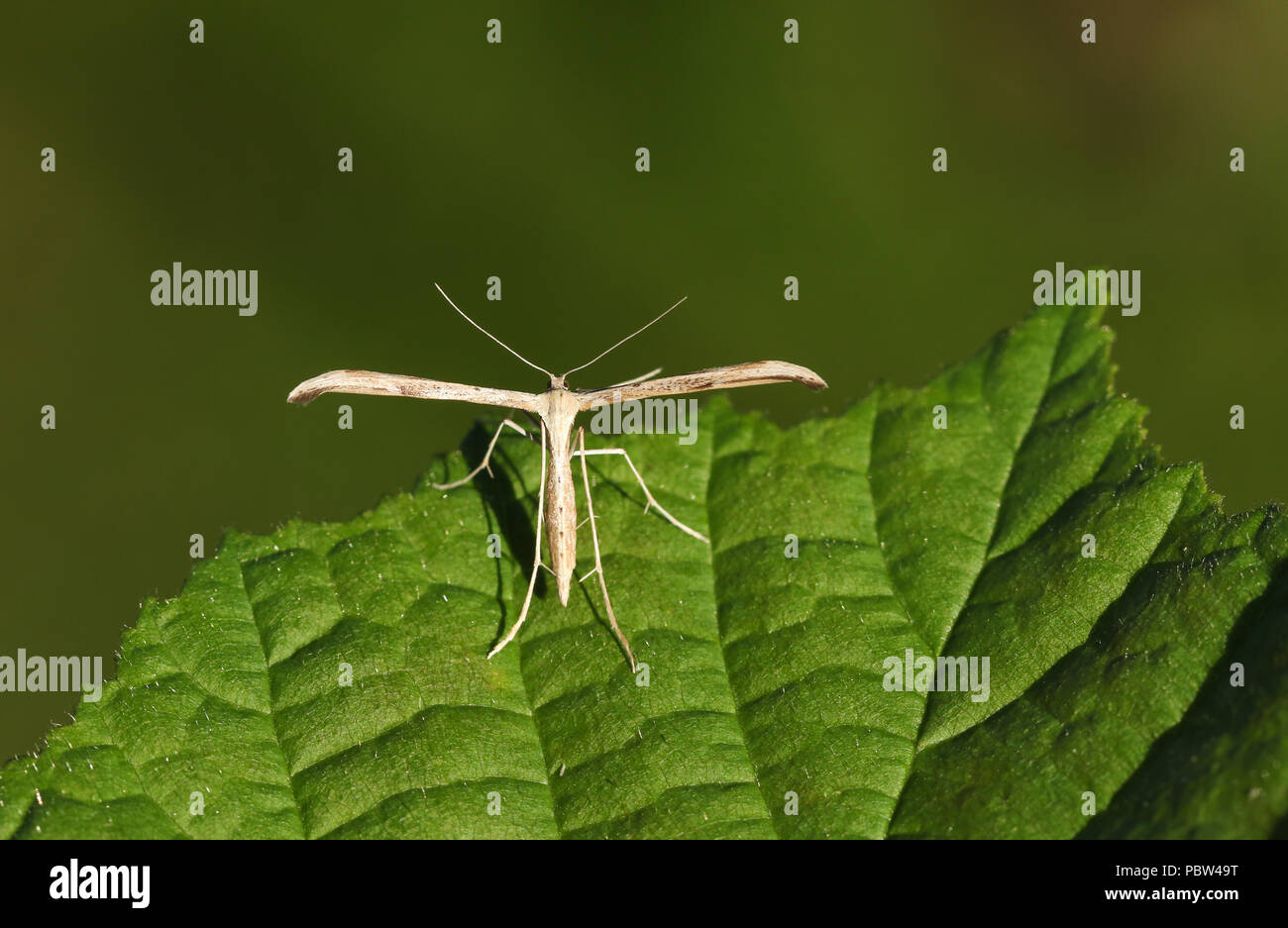 A beautiful Common Plume Moth (Emmelina monodactyla) perching on a leaf ...
