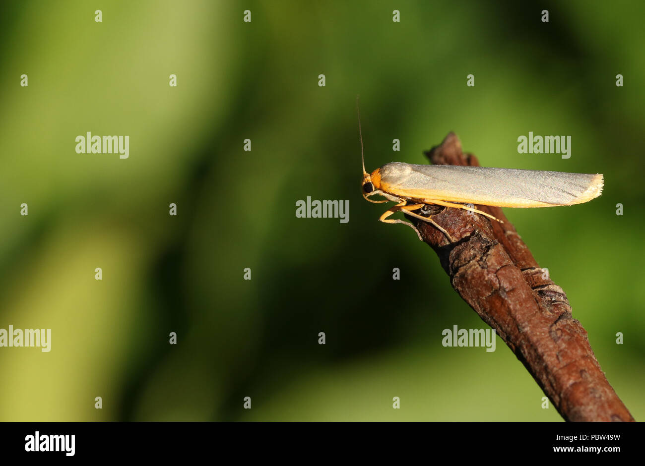A pretty Common Footman (Eilema lurideola) perching on a twig Stock ...