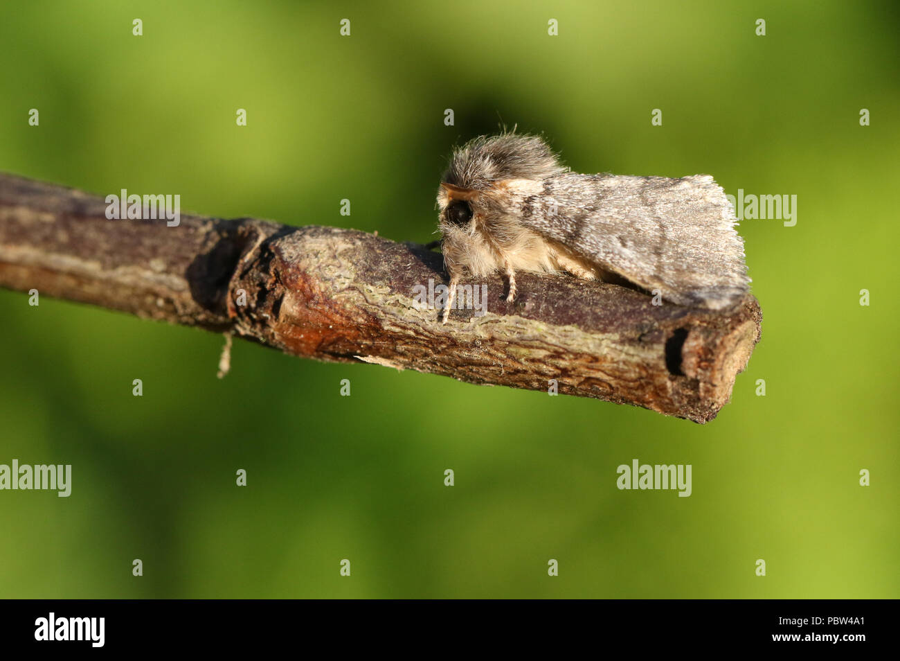 Oak processionary moth hi-res stock photography and images - Alamy