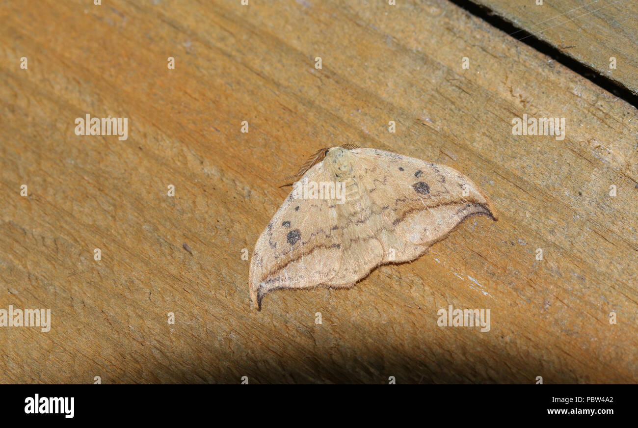 A pretty Pebble Hook-tip Moth (Drepana falcataria) perching on a wooden ...