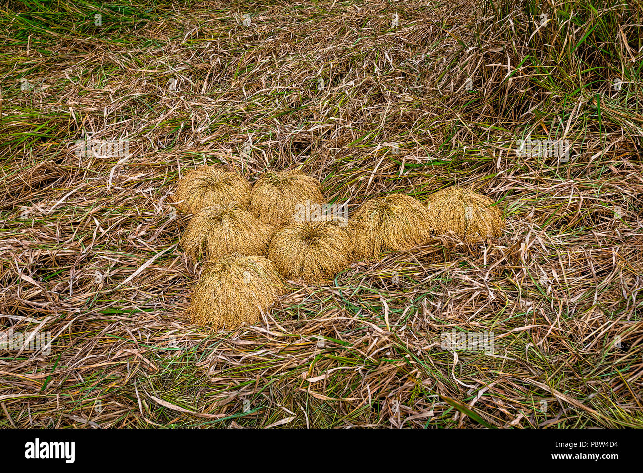 Bundles of rice gathered during harvest in the rice fields at Bali ...