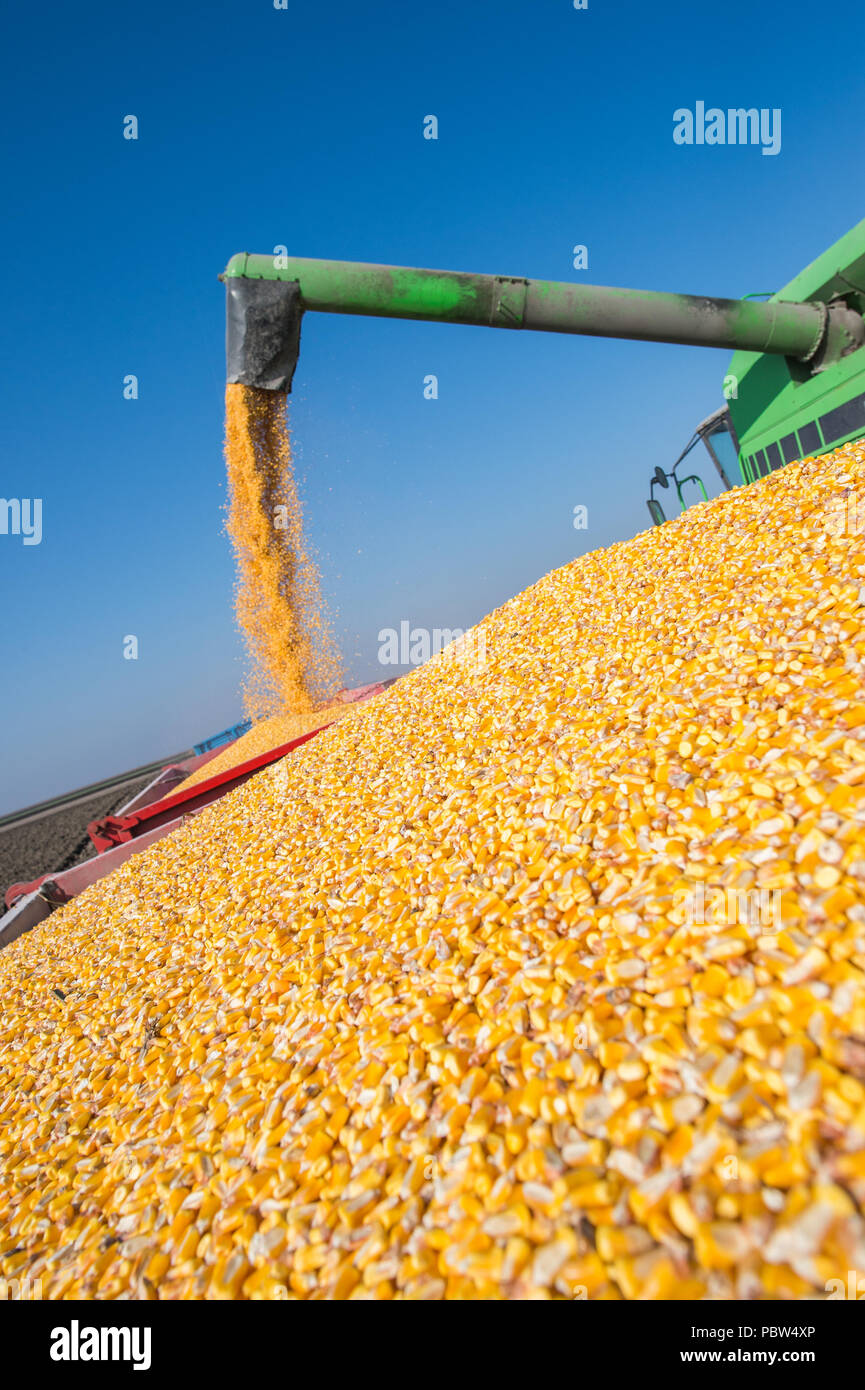Loading of grain of corn in the tractor trailer Stock Photo - Alamy