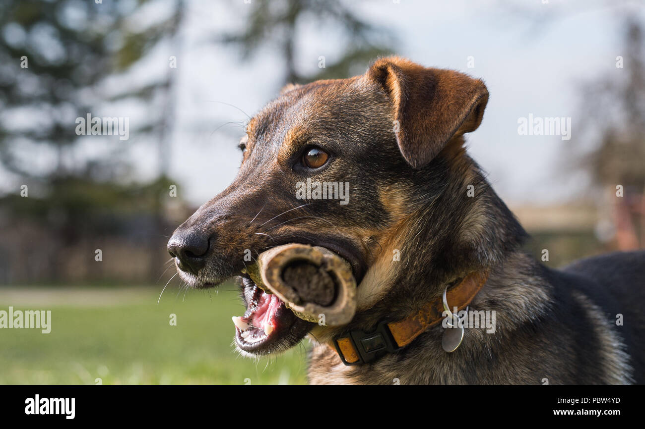 Cute dog with a bone Stock Photo - Alamy