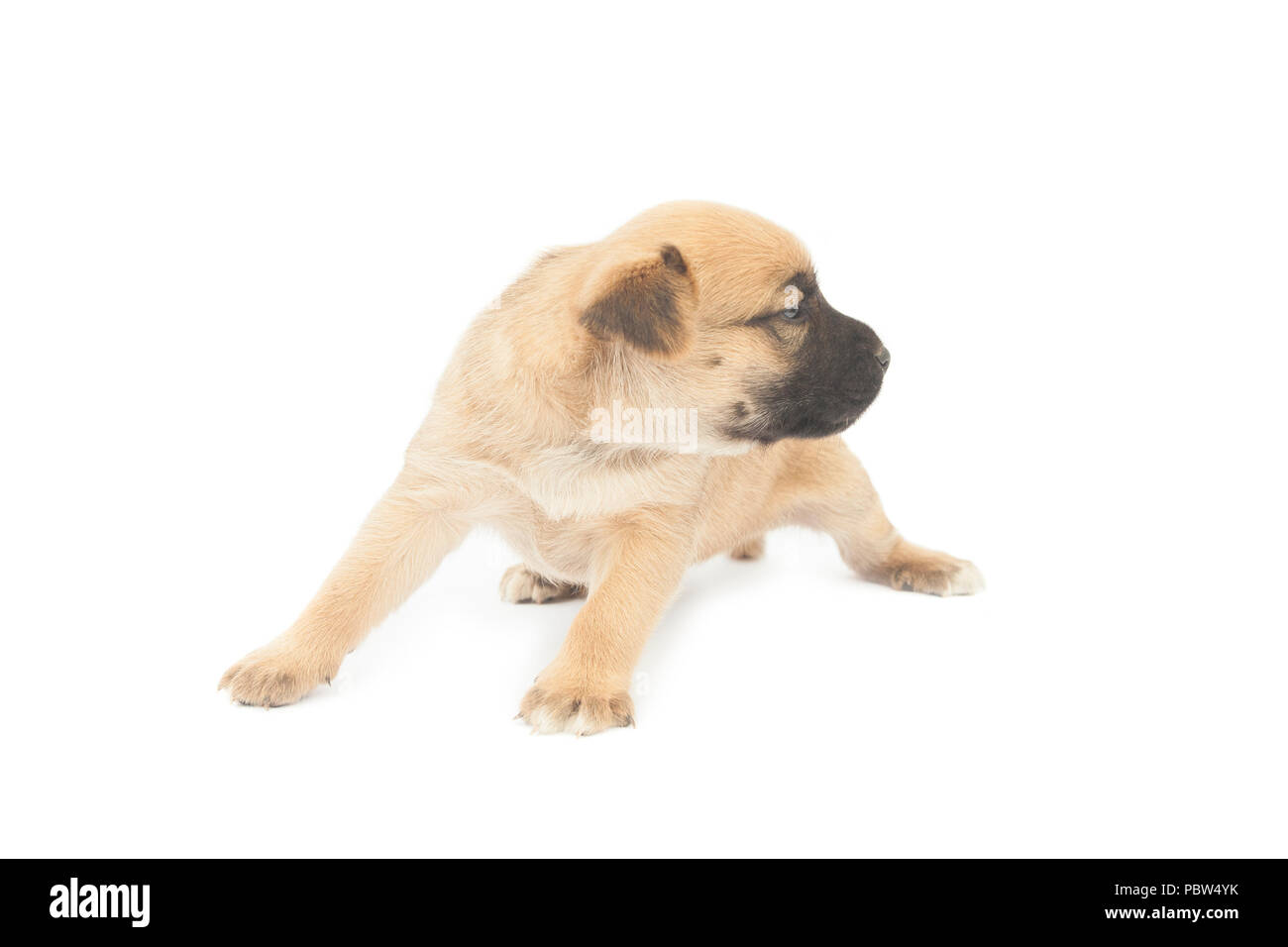 small baby dog or puppy standing up on white Stock Photo - Alamy