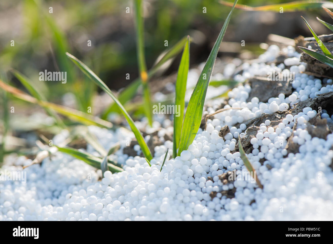 Fertilizing in young wheat Stock Photo - Alamy