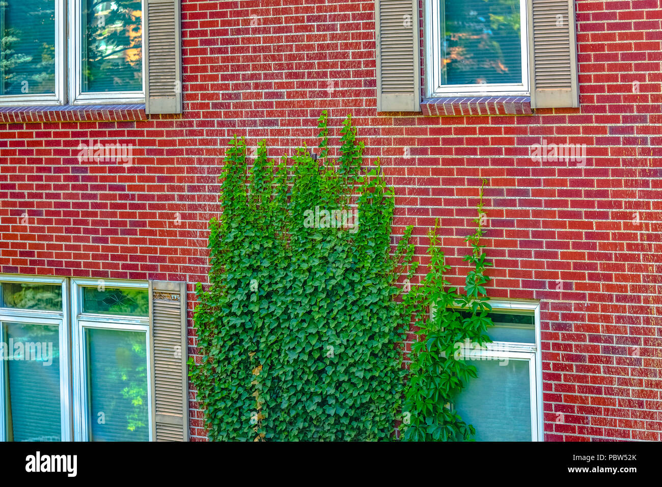 Vines grow up a red brick wall with windows Stock Photo - Alamy
