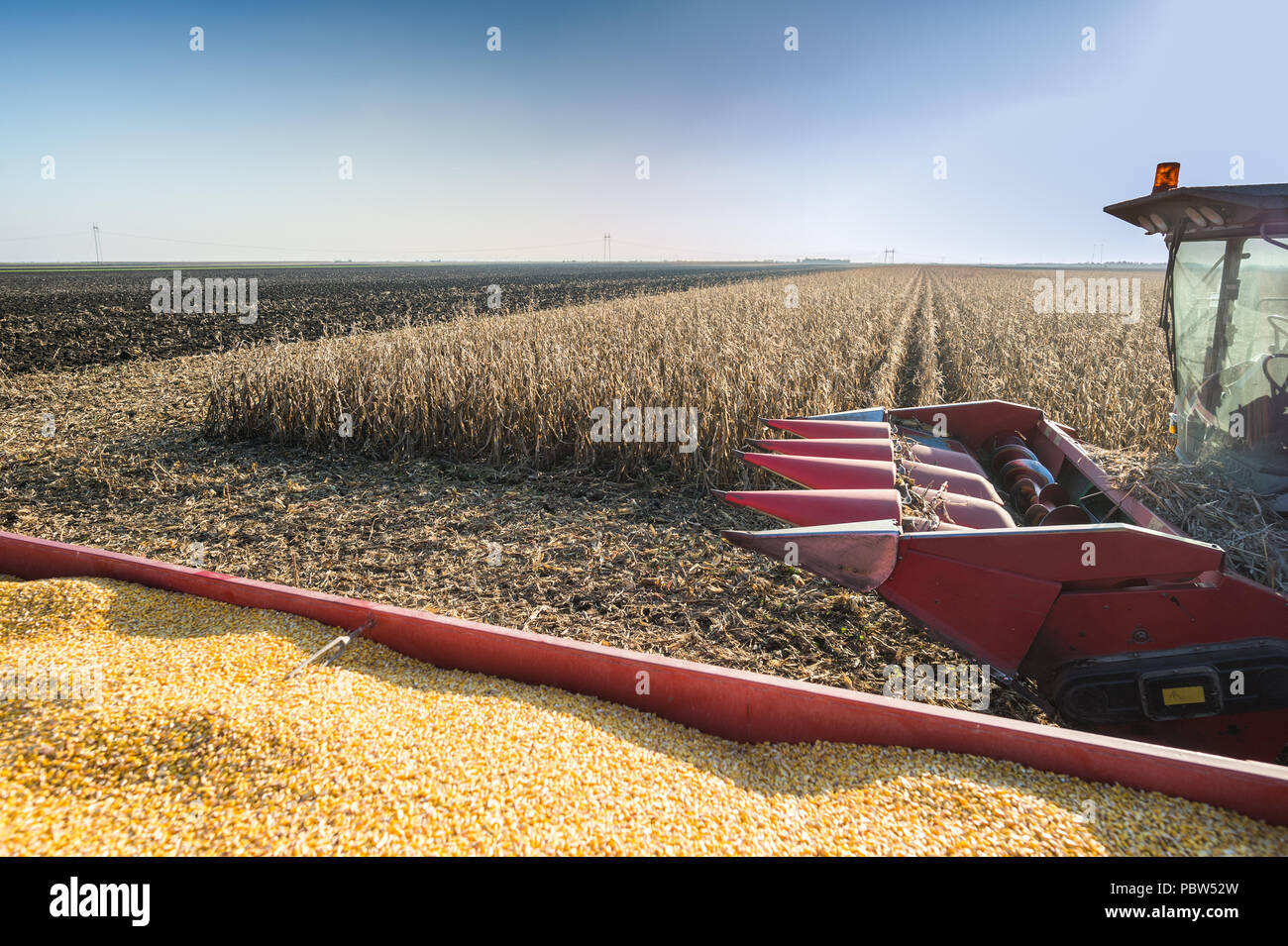 Harvesting of corn field in autumn Stock Photo - Alamy