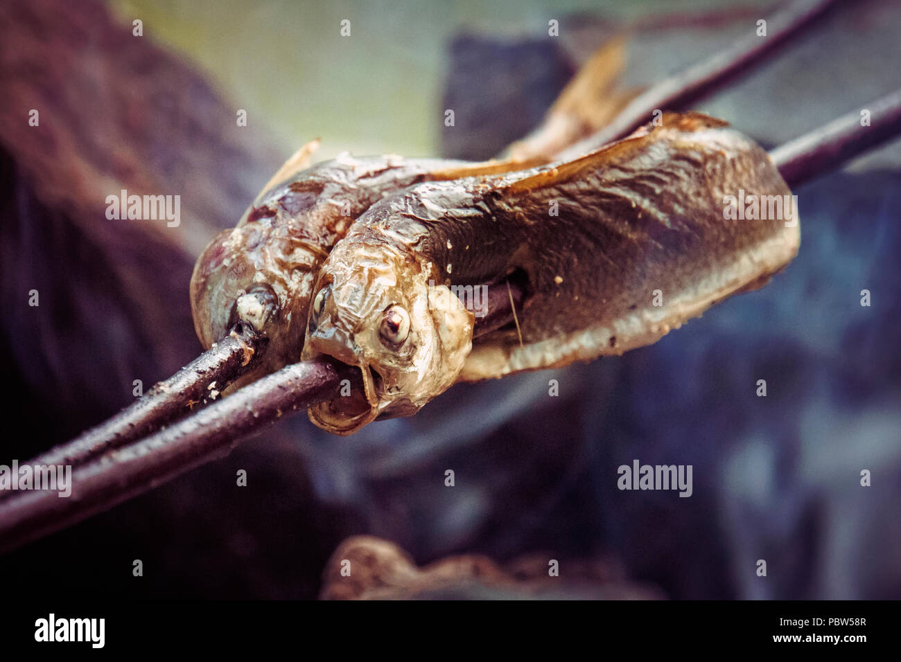 Kipper tourism hi-res stock photography and images - Alamy