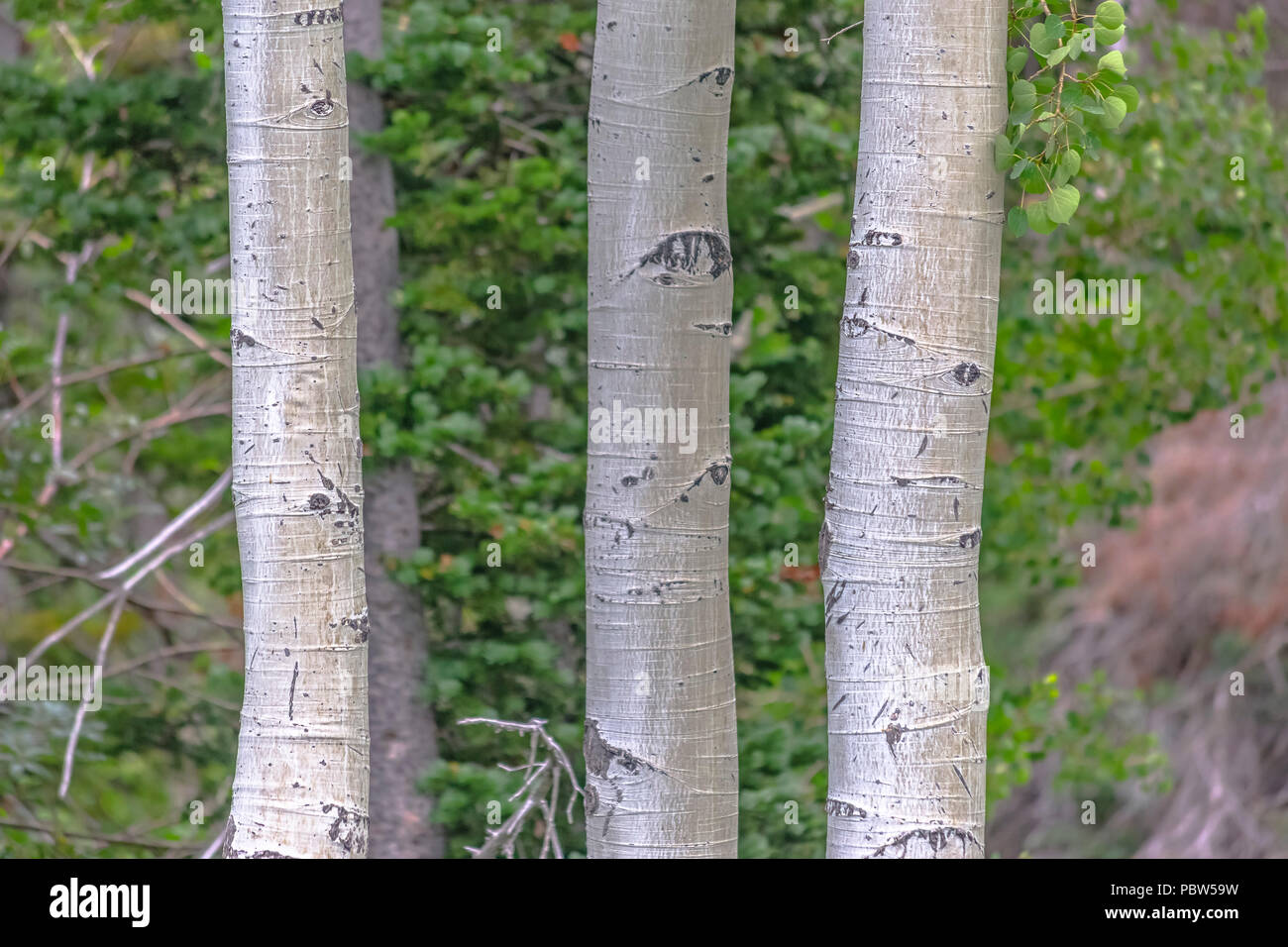 White color of the quaking aspen tree Stock Photo - Alamy