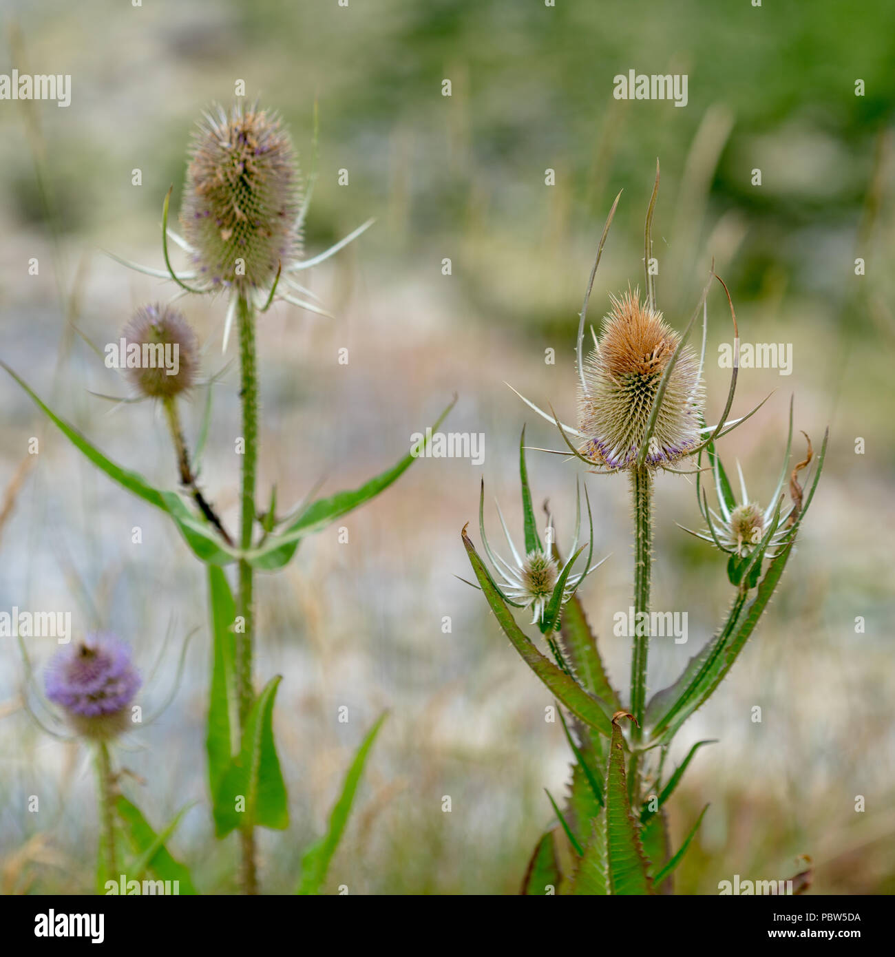 Teazels hi-res stock photography and images - Alamy