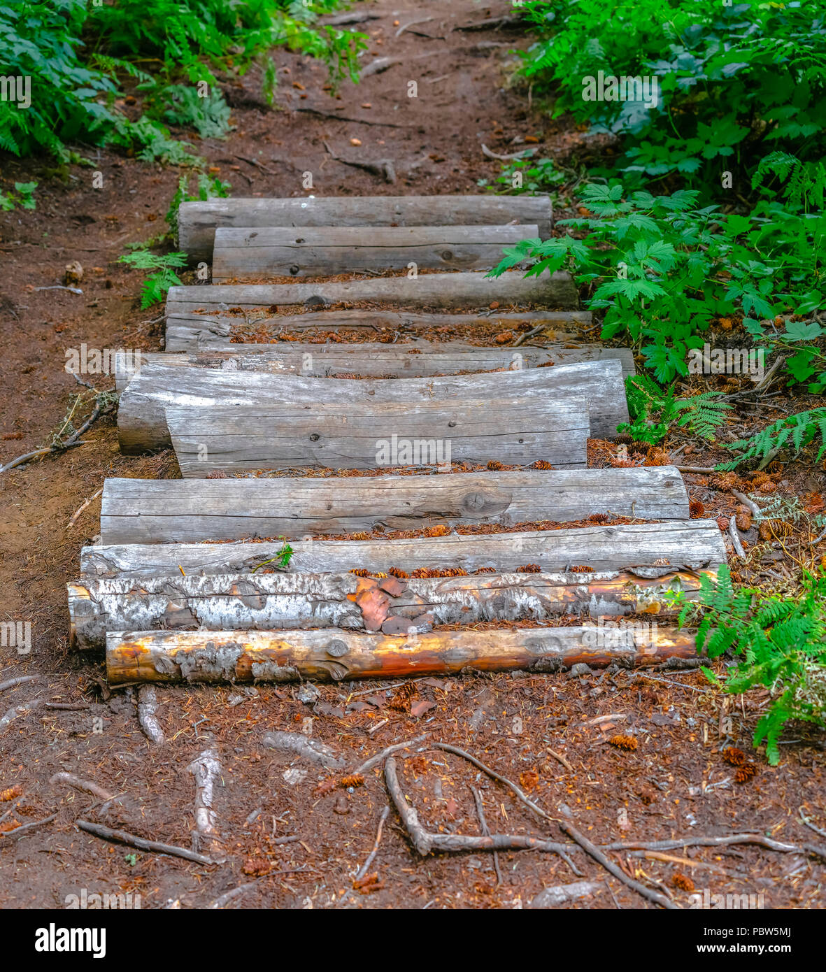 Wooden stakes for trials riding Stock Photo - Alamy