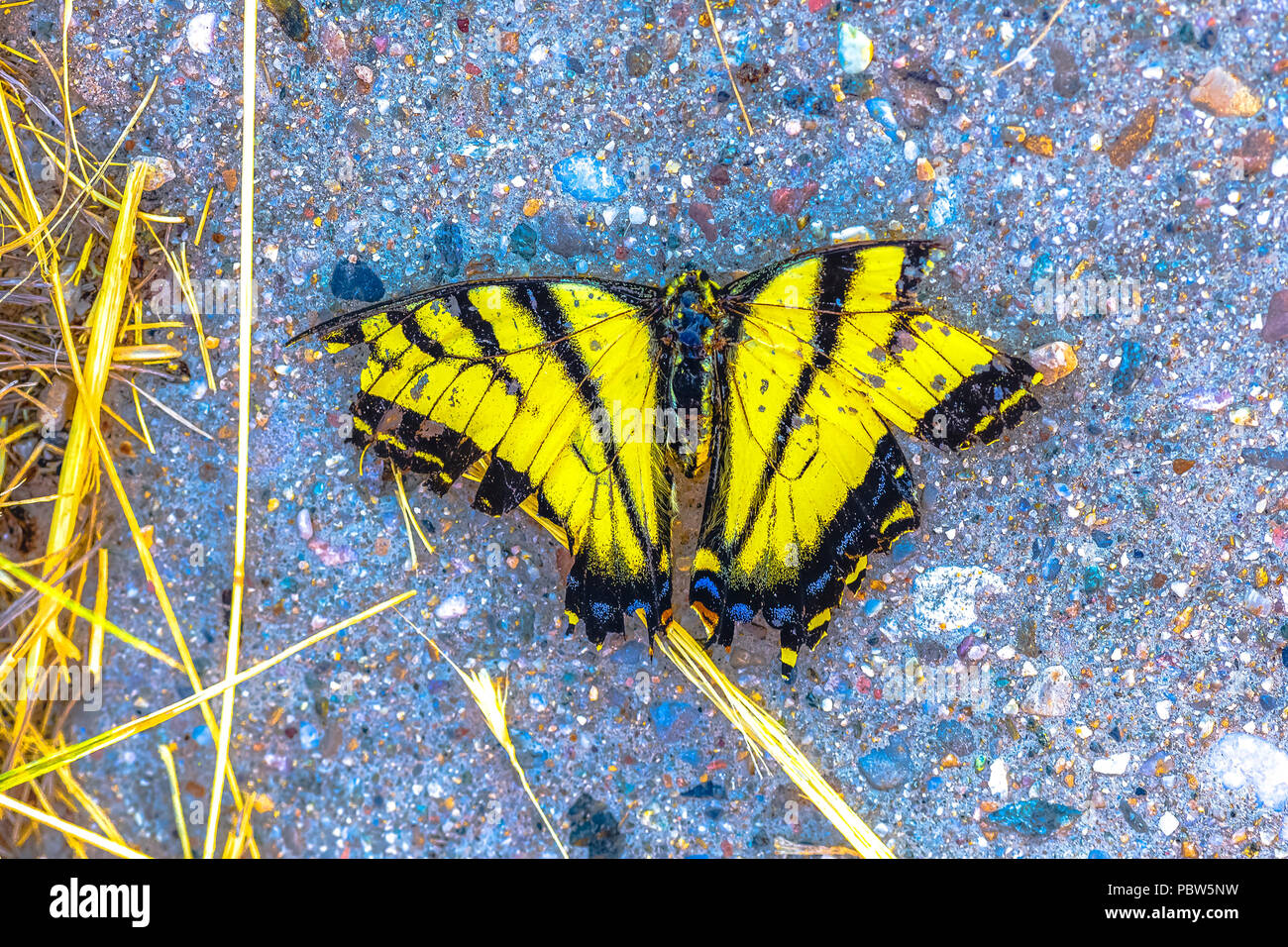 Dead butterfly hi-res stock photography and images - Alamy