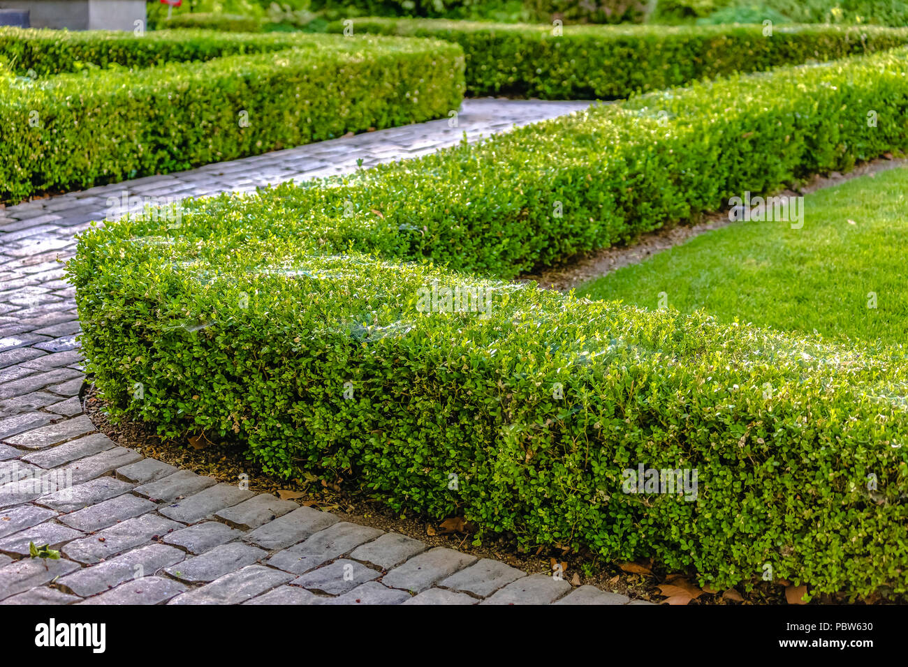 Zig Zag shrubs and stone walkway Stock Photo - Alamy