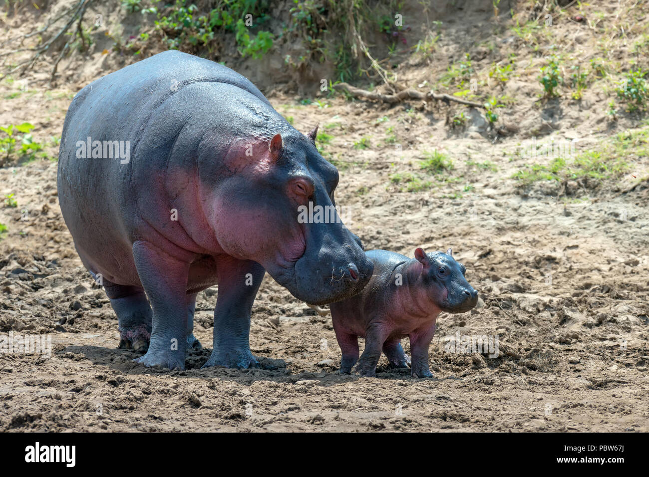 Hippo family (Hippopotamus amphibius) outside the water, Africa Stock ...