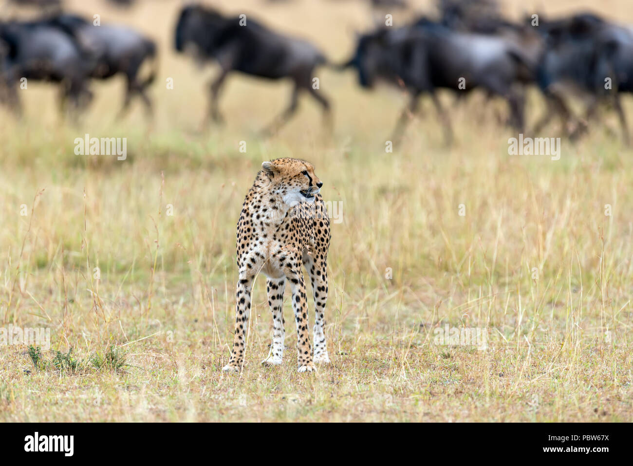 Wild african cheetah, beautiful mammal animal. Africa, Kenya Stock ...