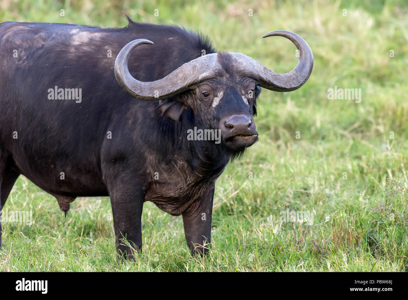 Wild African buffalo bull. Africa, Kenya Stock Photo - Alamy