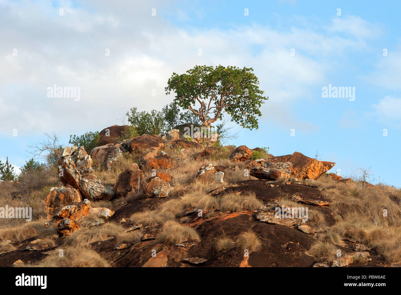 Savannah landscape in the National park of Kenya, Africa Stock Photo ...