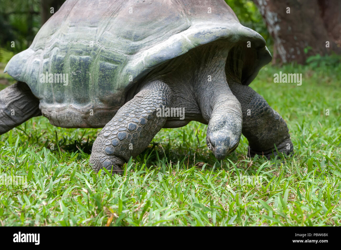 Big shell tortoise hi-res stock photography and images - Alamy