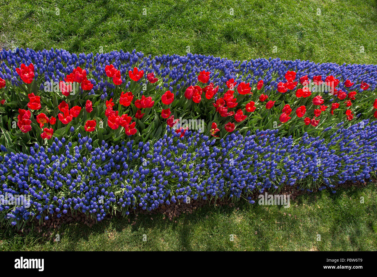 Red color Tulips Bloom in Spring in garden Stock Photo - Alamy