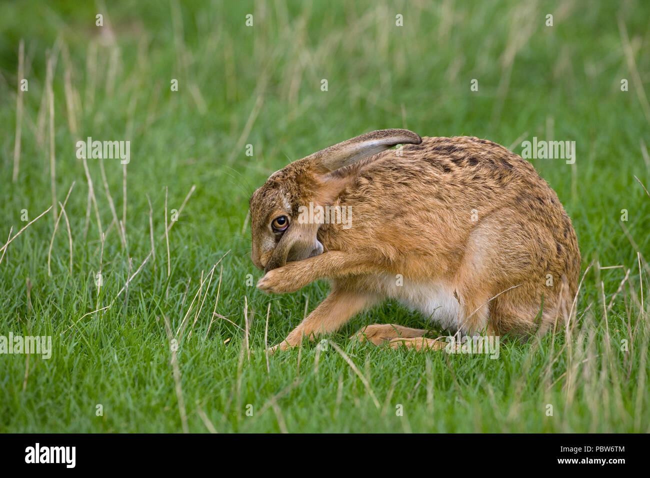 Brown hare lepus europaeus washing hi-res stock photography and images ...