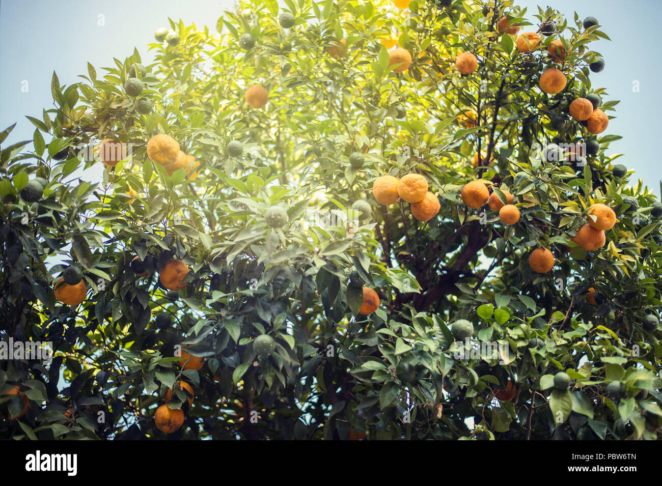 Color full tree hi-res stock photography and images - Alamy