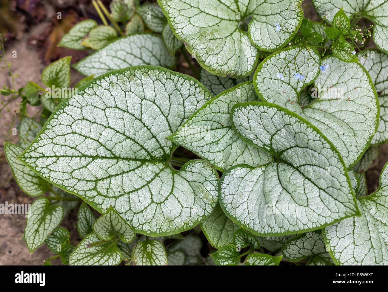 Heartleaf brunnera, Siberian bugloss ( Brunnera macrophylla 'Jack Frost ...
