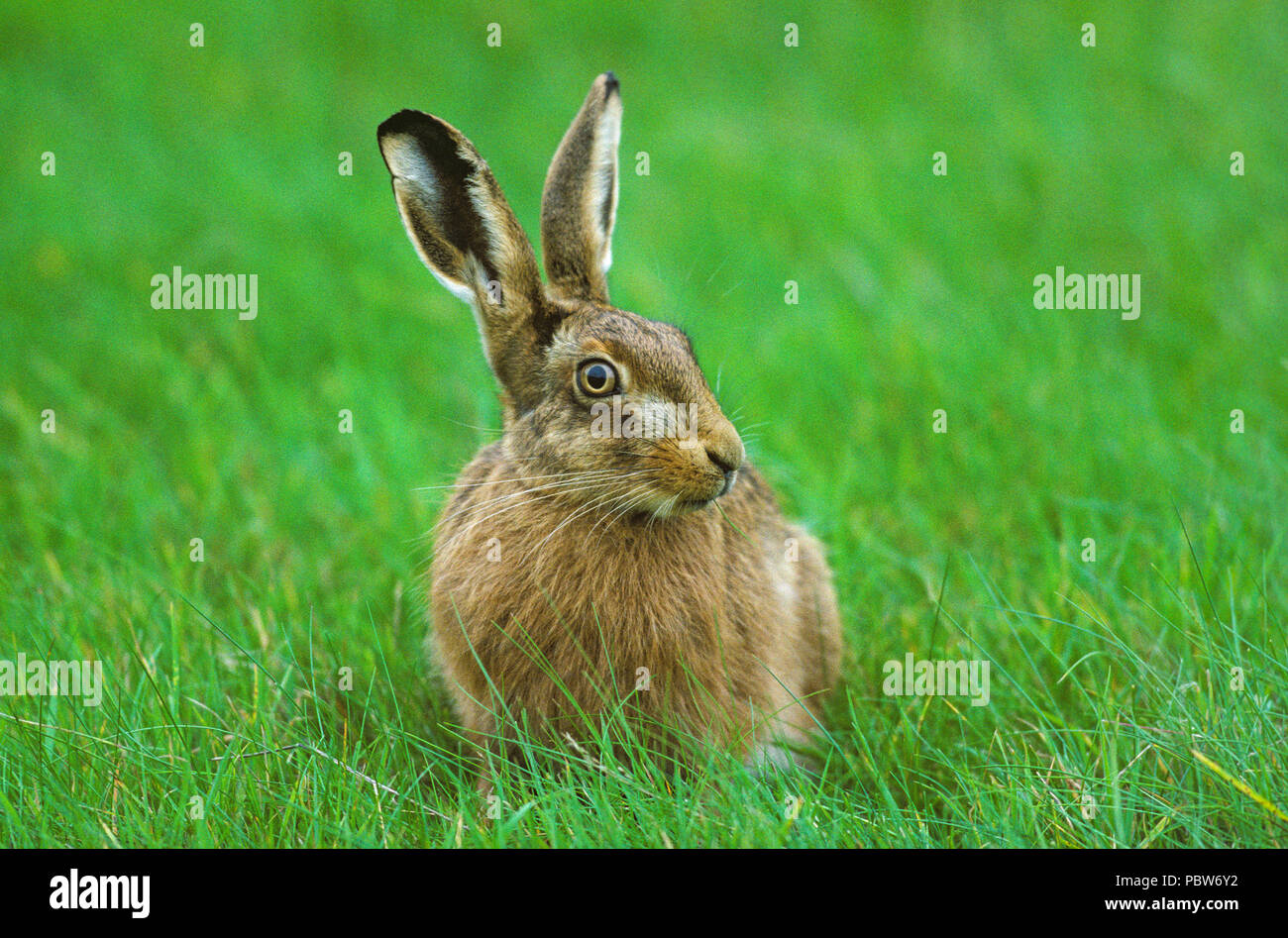 Meadow brown grass hi-res stock photography and images - Alamy