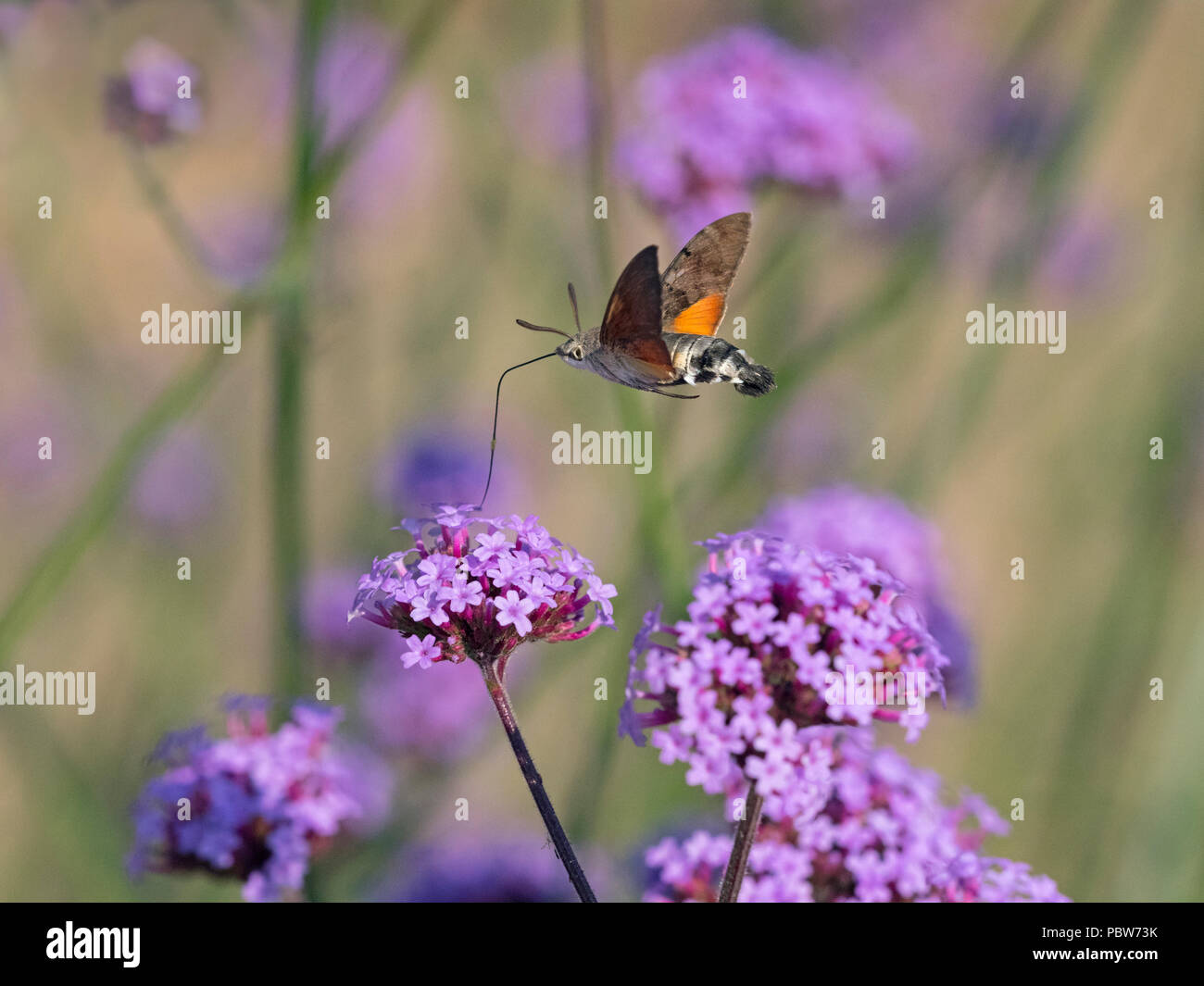 Hawkmoths hi-res stock photography and images - Alamy