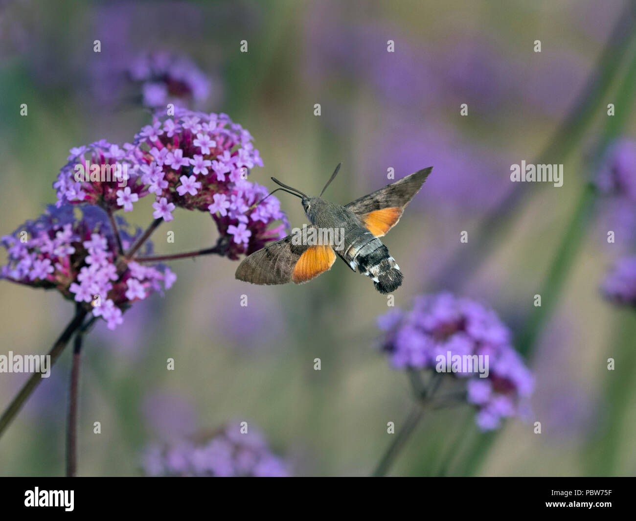 Day Flying Moths High Resolution Stock Photography and Images - Alamy