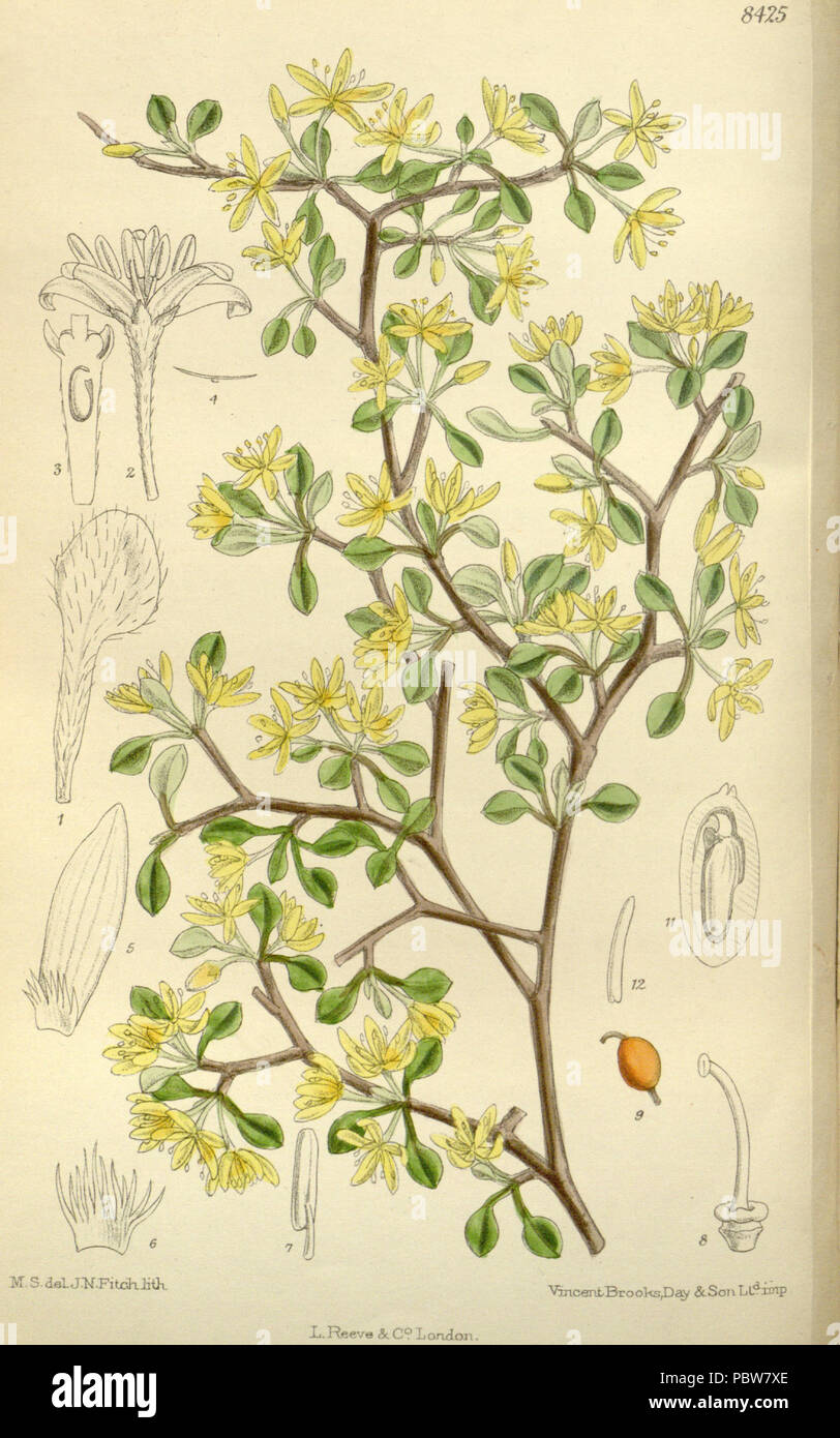 Corokia hi-res stock photography and images - Alamy