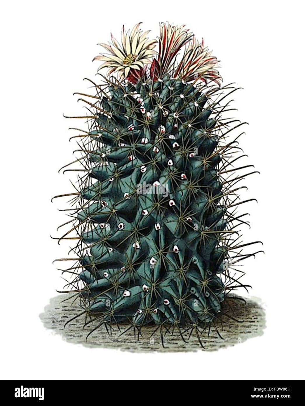 Clavata hi-res stock photography and images - Alamy