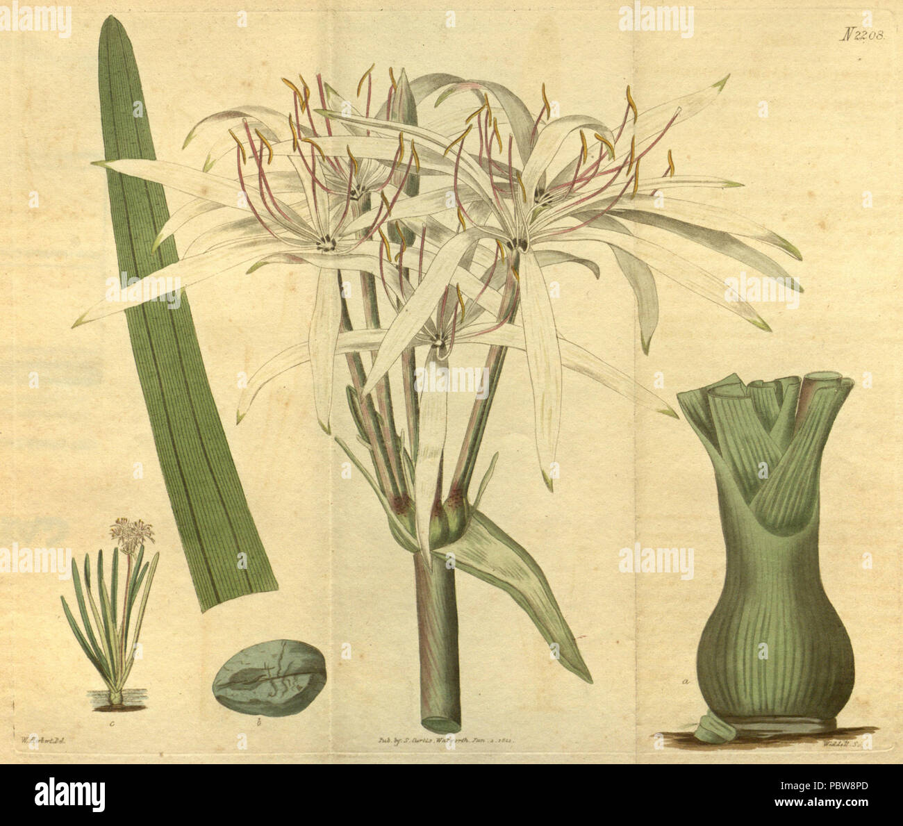 Viviparum hi-res stock photography and images - Alamy