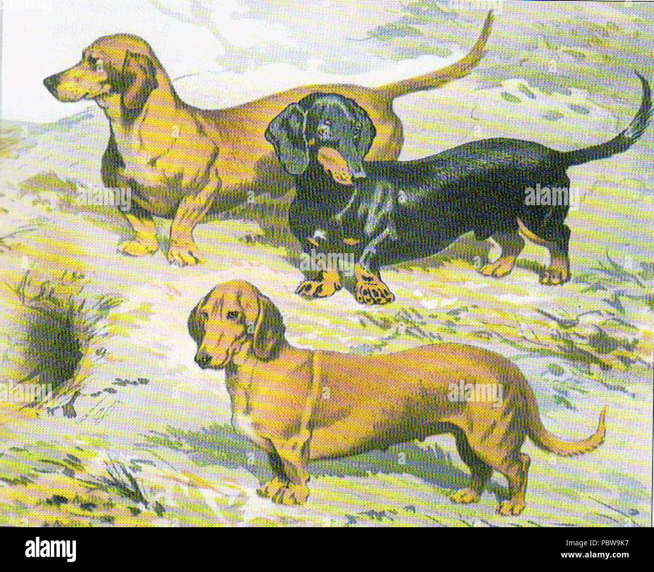 151 Dachshund drawing Stock Photo - Alamy