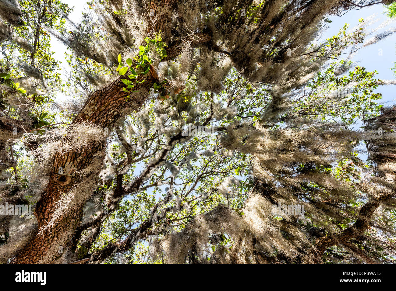 Closeup low angle, looking up view of tall southern live oak tree ...