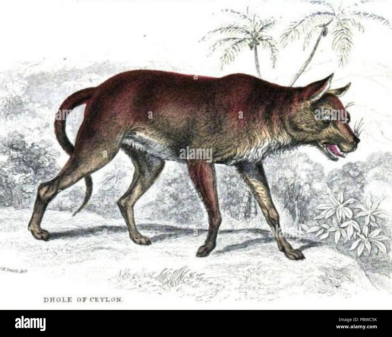Sri lankan influence hi-res stock photography and images - Alamy