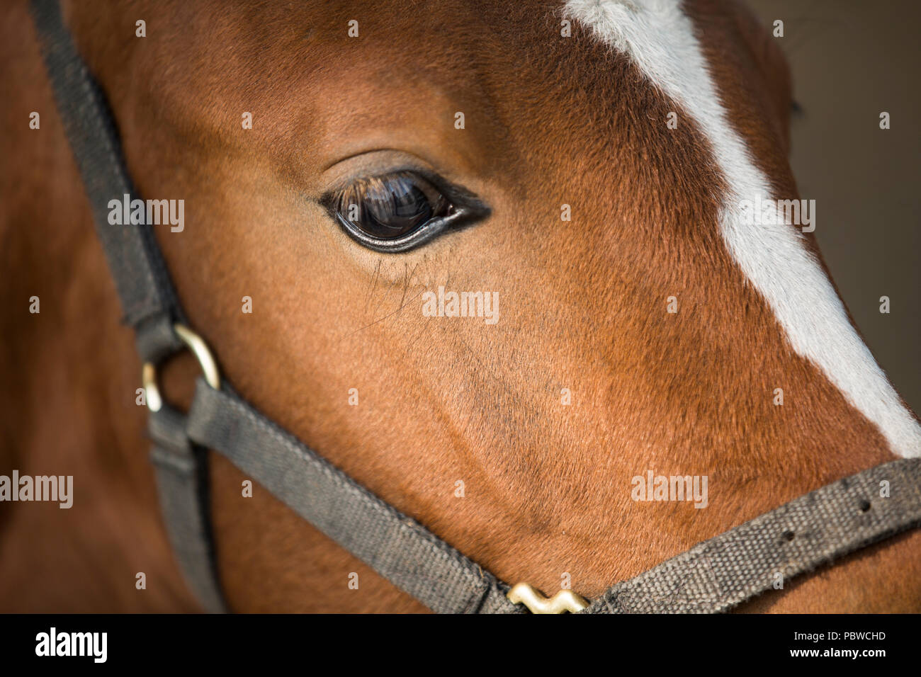 Close up of horse eye Stock Photo - Alamy