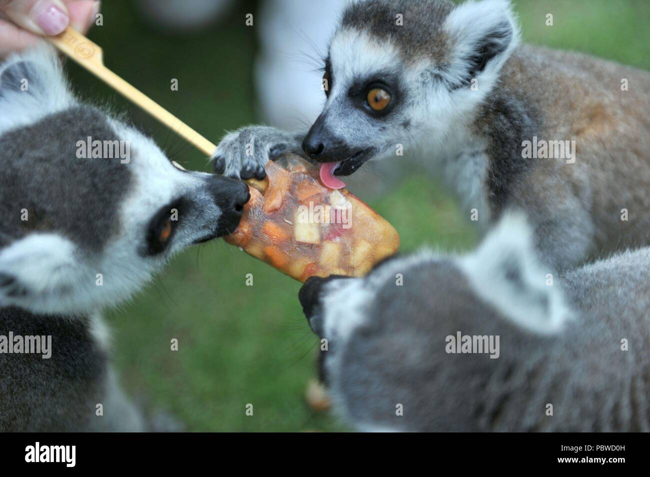 Qingdao, Qingdao, China. 30th July, 2018. Qingdao, CHINA-Lemurs enjoy ...