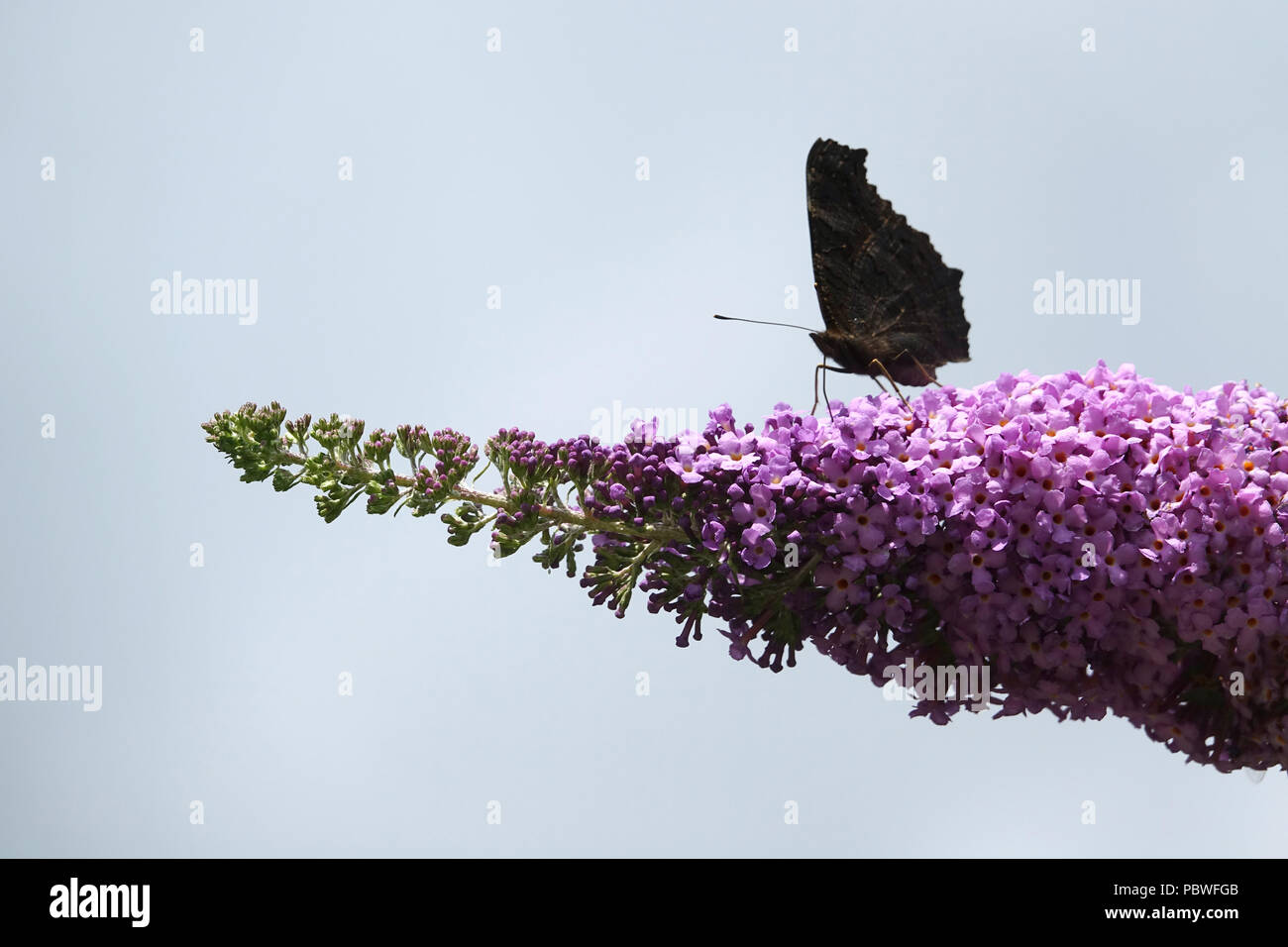 Garmisch-Partenkirchen, Germany. 15th July, 2018. A peacock butterfly ...