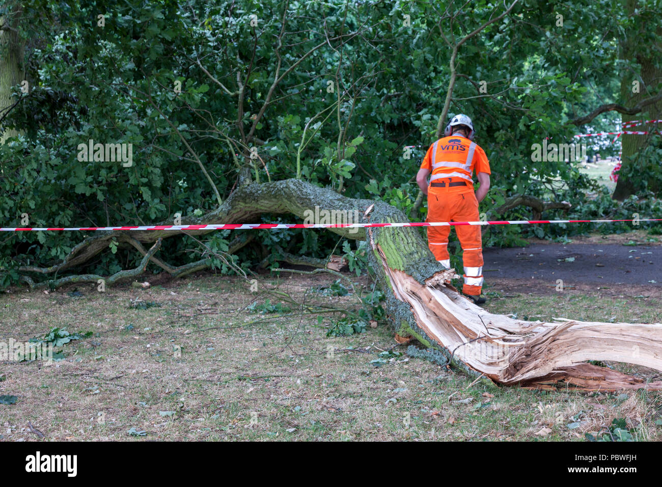 Tree surgens hi-res stock photography and images - Alamy