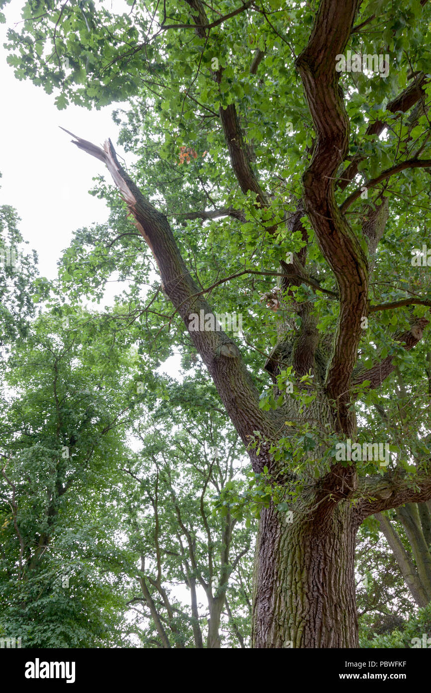 Tree surgens hi-res stock photography and images - Alamy