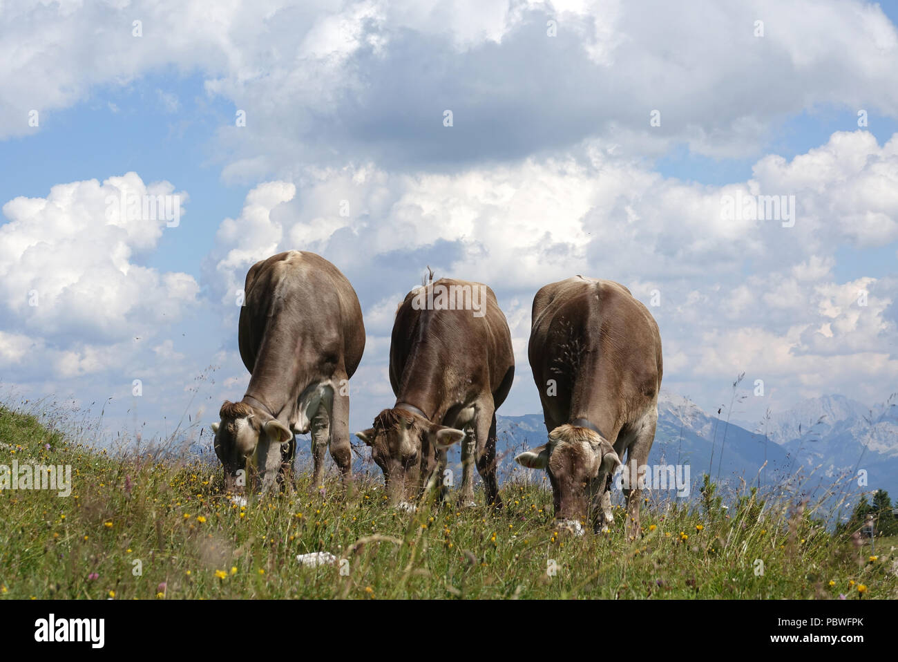 Garmisch-Partenkirchen, Germany. 18th July, 2018. Cows graze on the ...