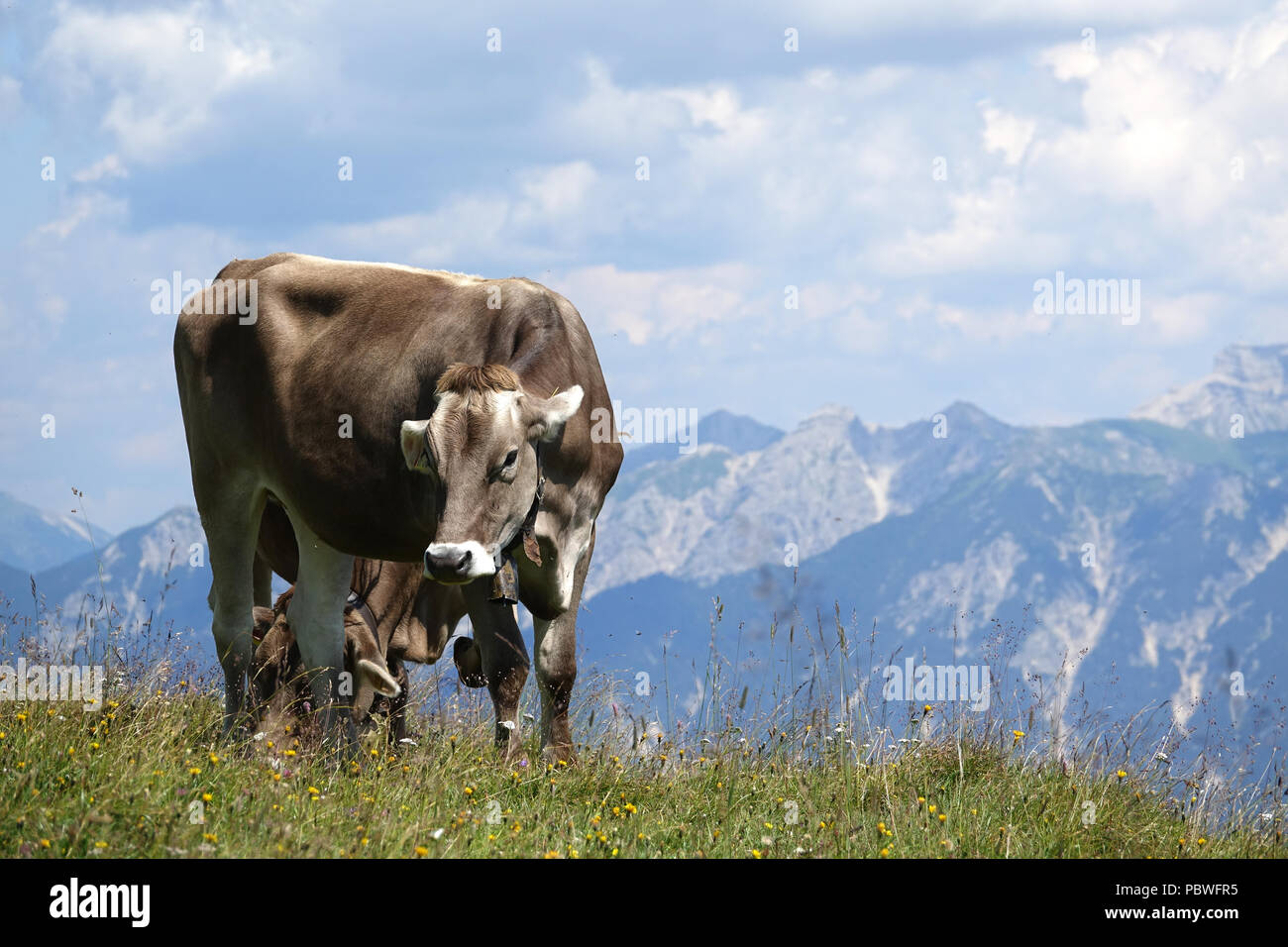 Garmisch-Partenkirchen, Germany. 18th July, 2018. Cows graze on the ...