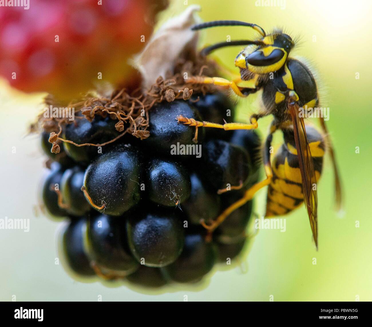 Western yellowjacket hi-res stock photography and images - Alamy
