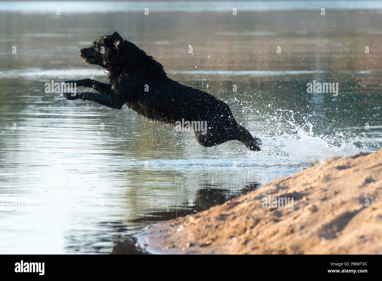 Labrador in wasser hi-res stock photography and images - Alamy