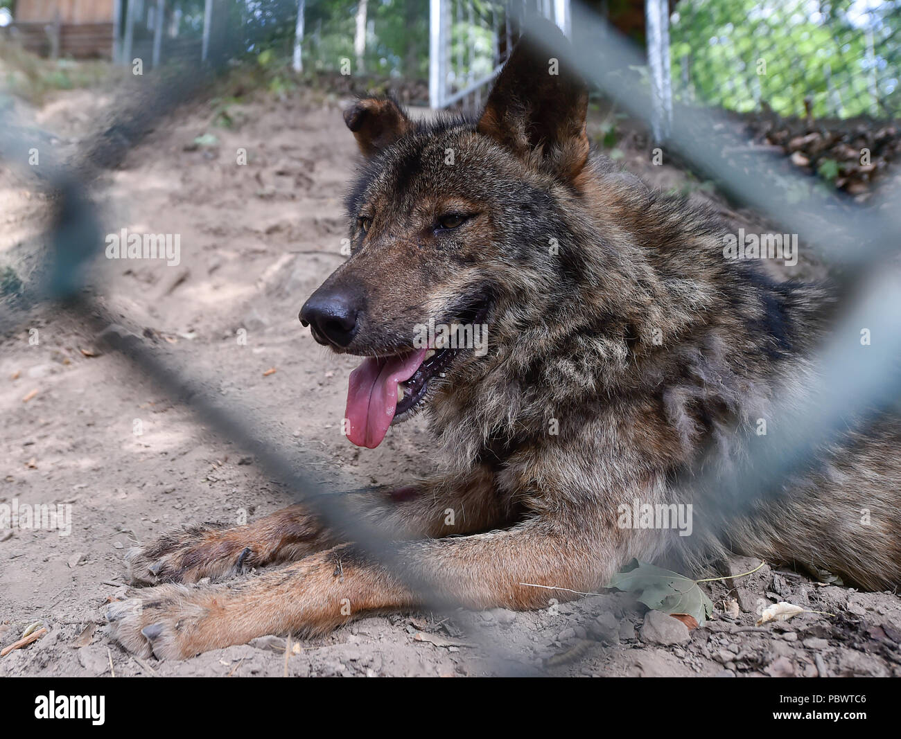 A male of Iberian wolf (Canis lupus signatus) called Sancho is seen in ...