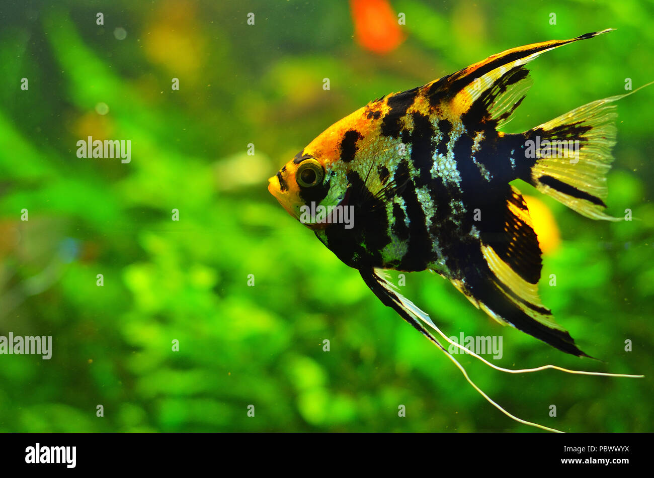 Flat spotted fish with a long fin floating among the green algae Stock ...