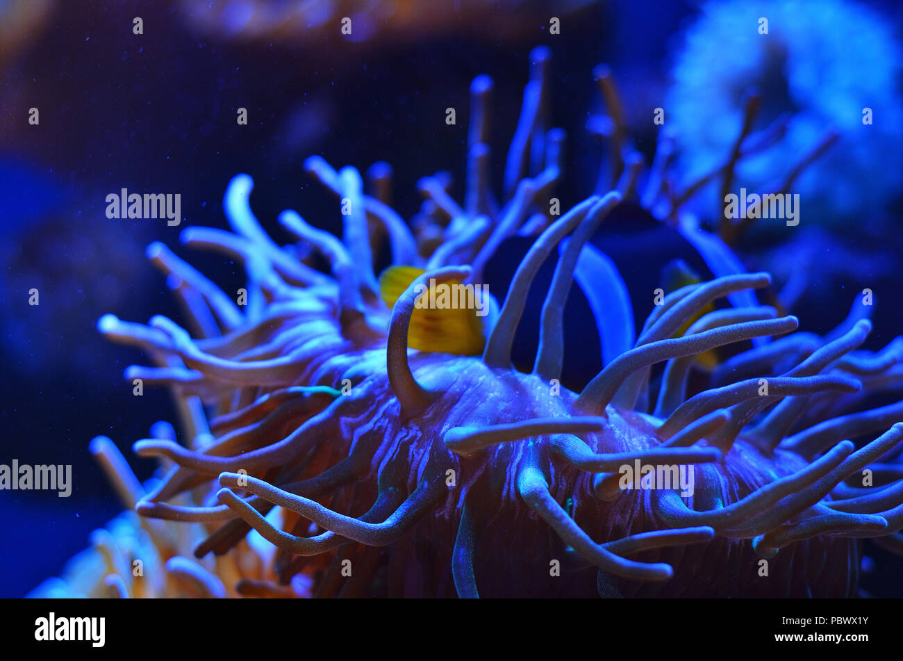 Beautiful clown fish floating among the pink corals in the water Stock ...