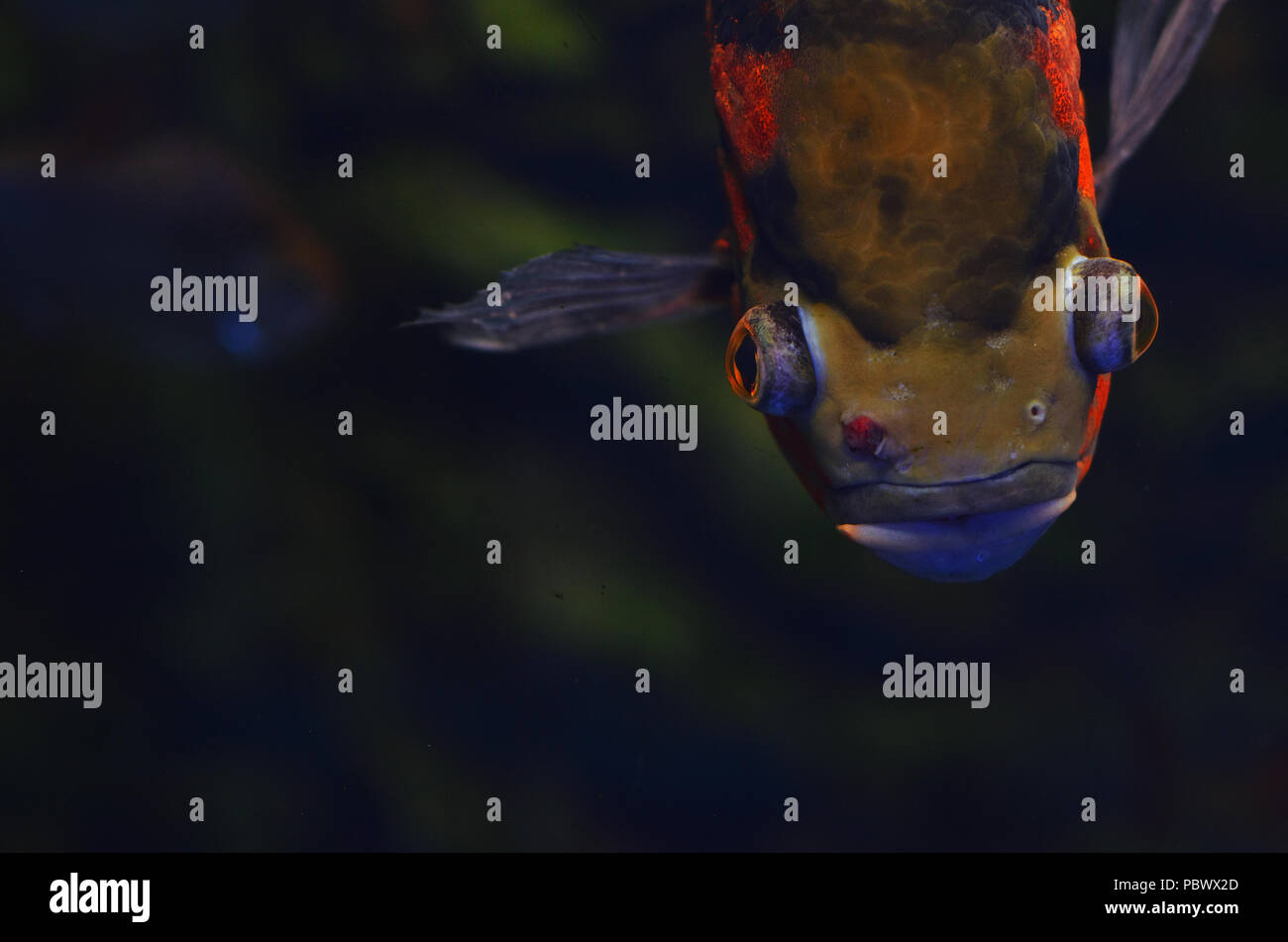 The terrible fish with eyebrows is floating among the seaweed in dark ...