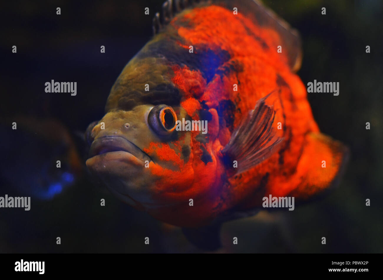 A scary orange fish with big eyes floating among the seaweed in dark ...