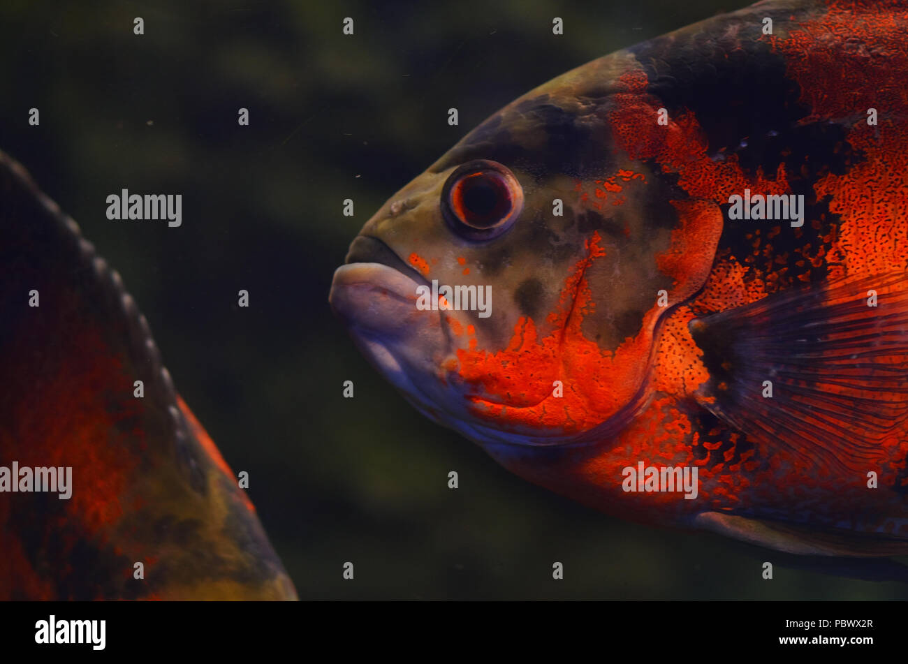 A large orange fish with large eyes floating among algae in dark water ...
